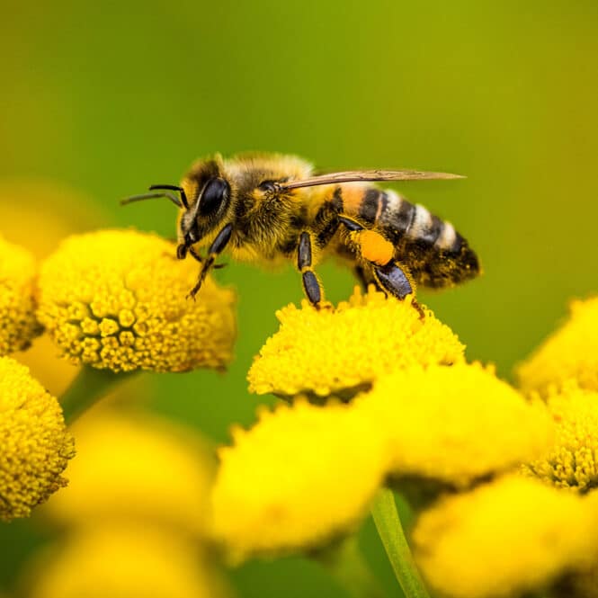 Honig: Sorten, Trachthonig & was gutes Naturhonig auszeichnet